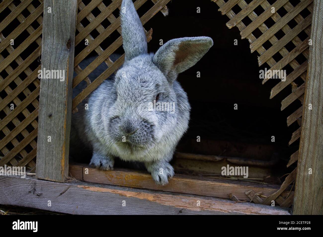 Child pet rabbit hutch hi-res stock photography and images - Alamy