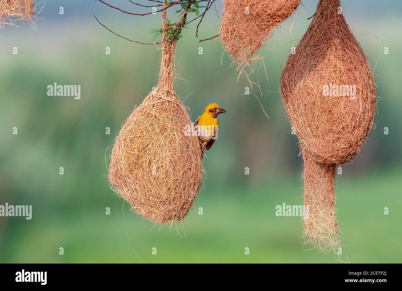 baya weaver nesting Stock Photo - Alamy