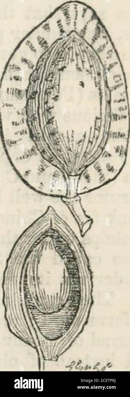 Stigma lobe hi-res stock photography and images - Alamy