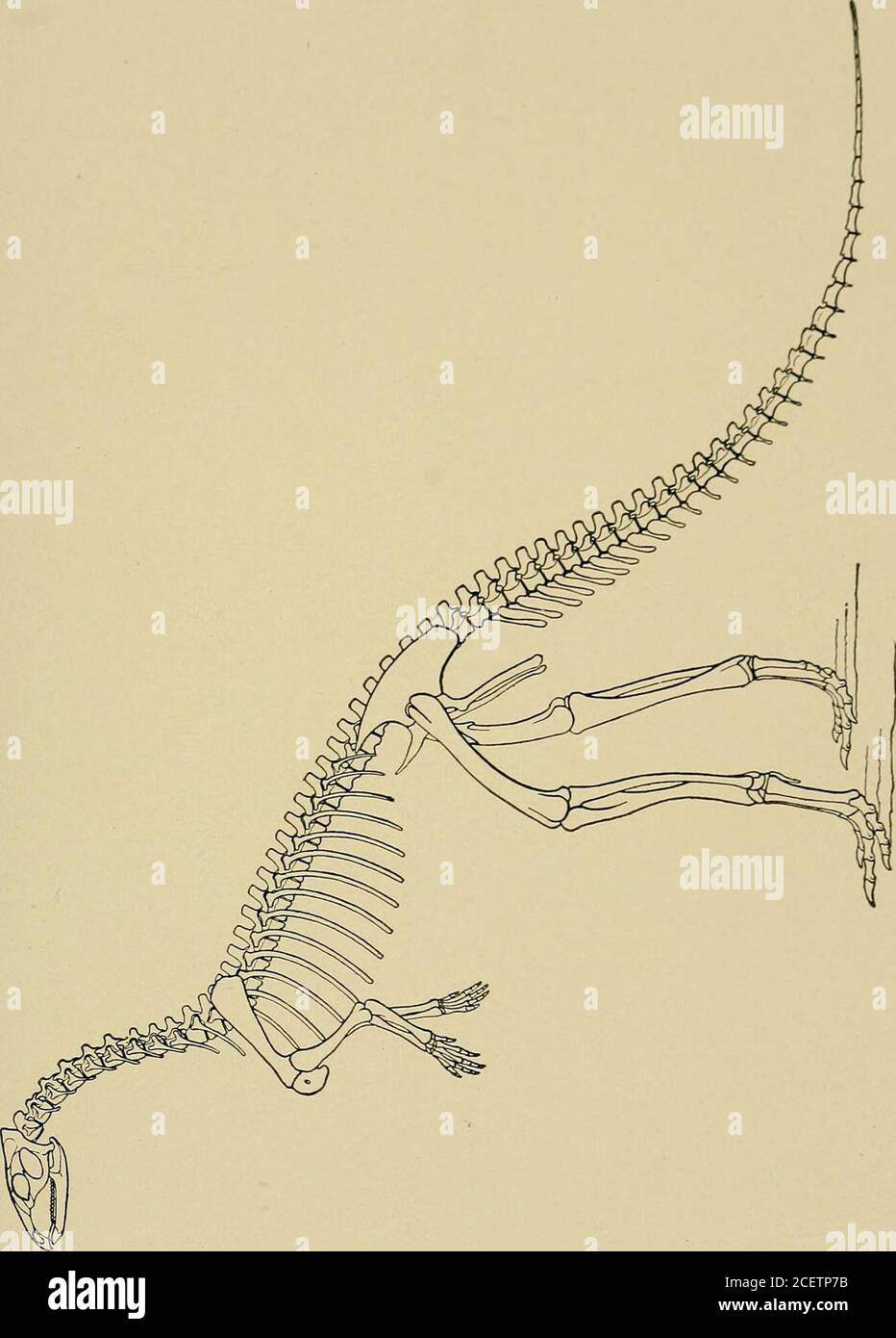 . Maryland geological survey. DINOSAURIA. PLATE XIII. Restoration of a ...