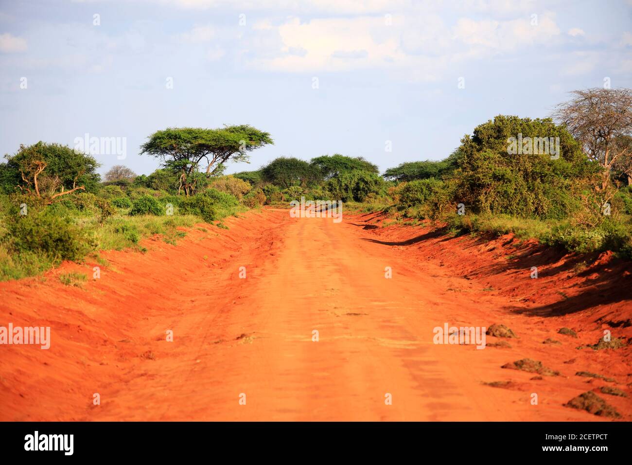 Tsavo east national park acacia tree hi-res stock photography and ...