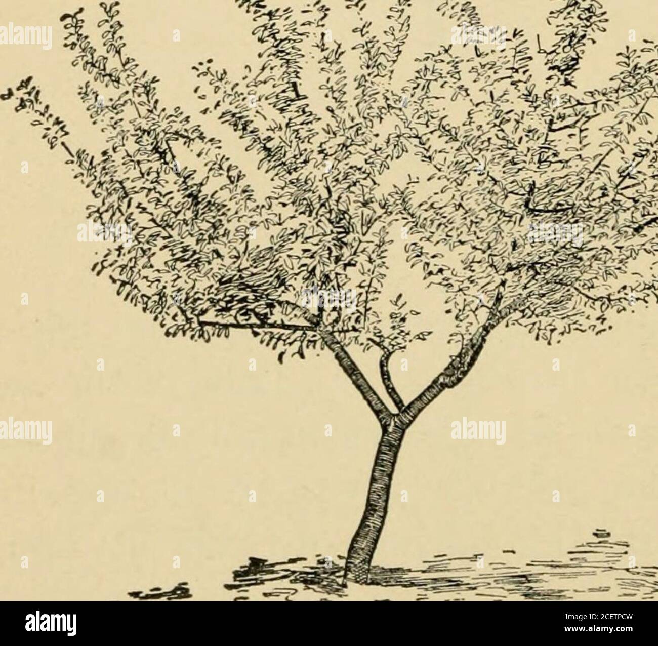 The Pruning Book A Monograph Of The Pruning And Training Of Plants