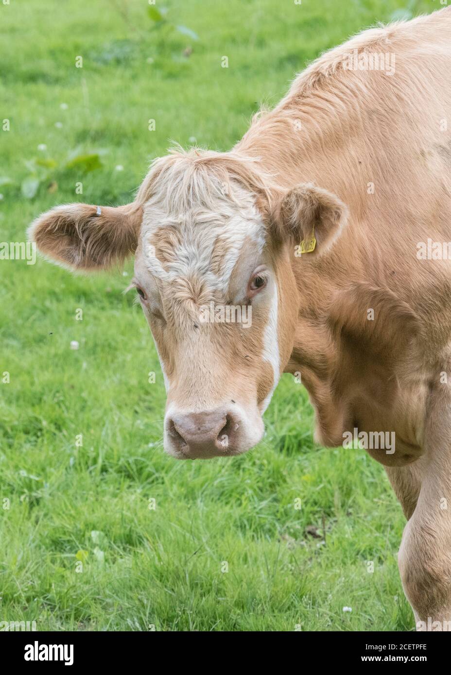 Curious & inquisitive young bullock coming to look at camera, but ...
