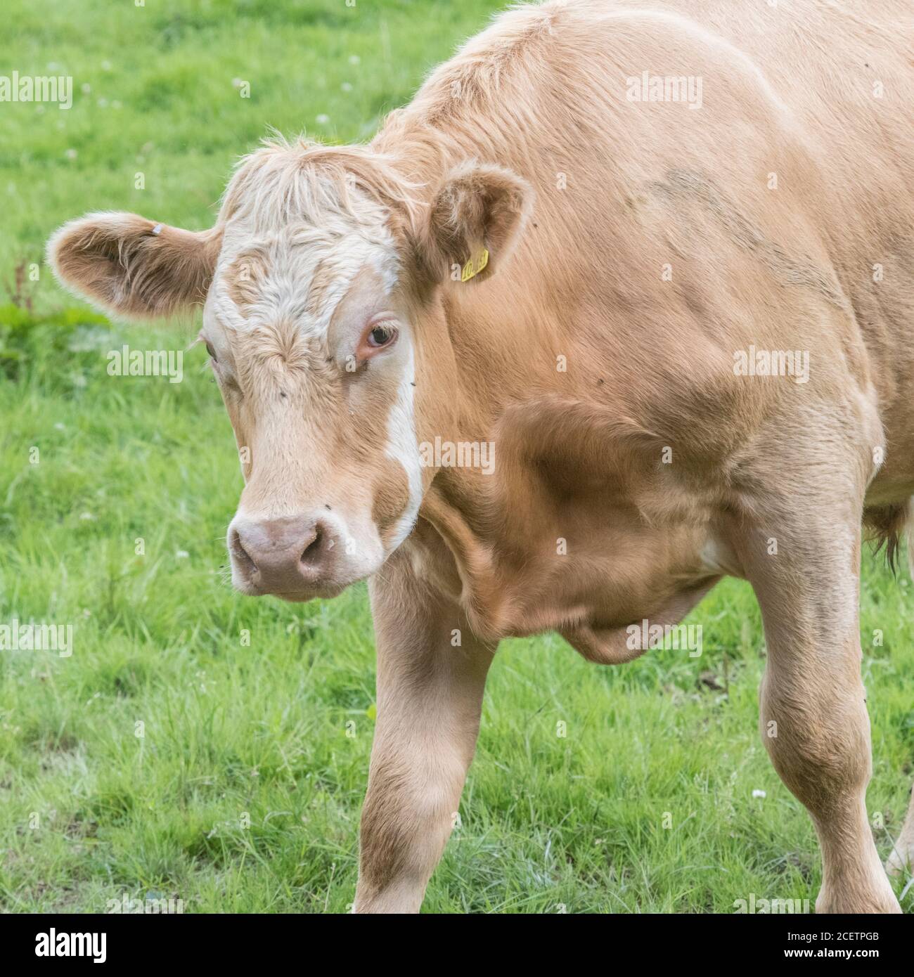 Curious & inquisitive young bullock coming to look at camera, but ...