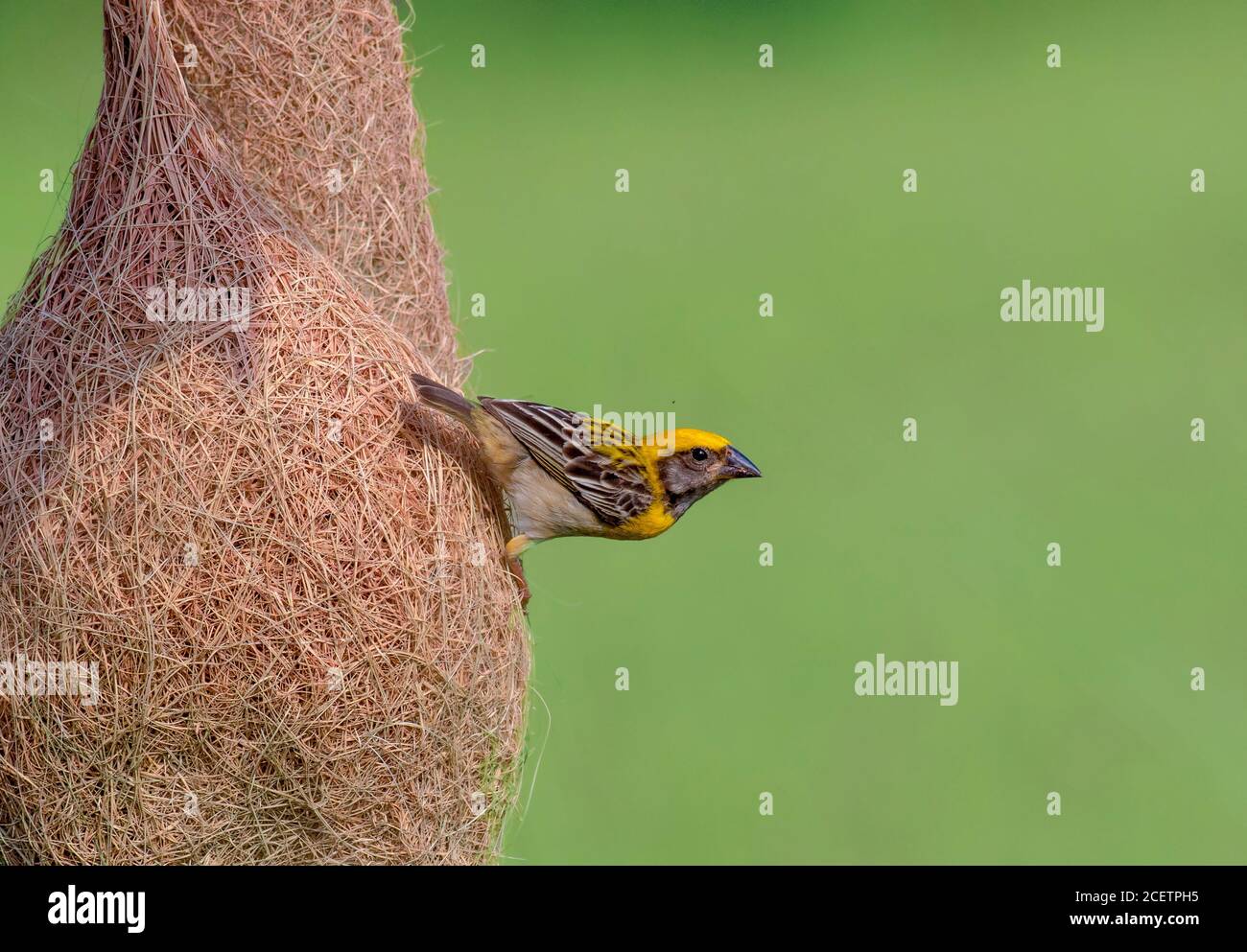 baya weaver nesting Stock Photo - Alamy