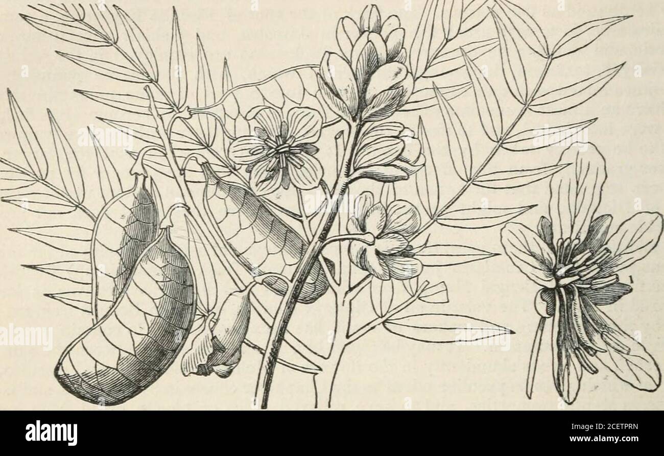 Carob pulp hi-res stock photography and images - Alamy