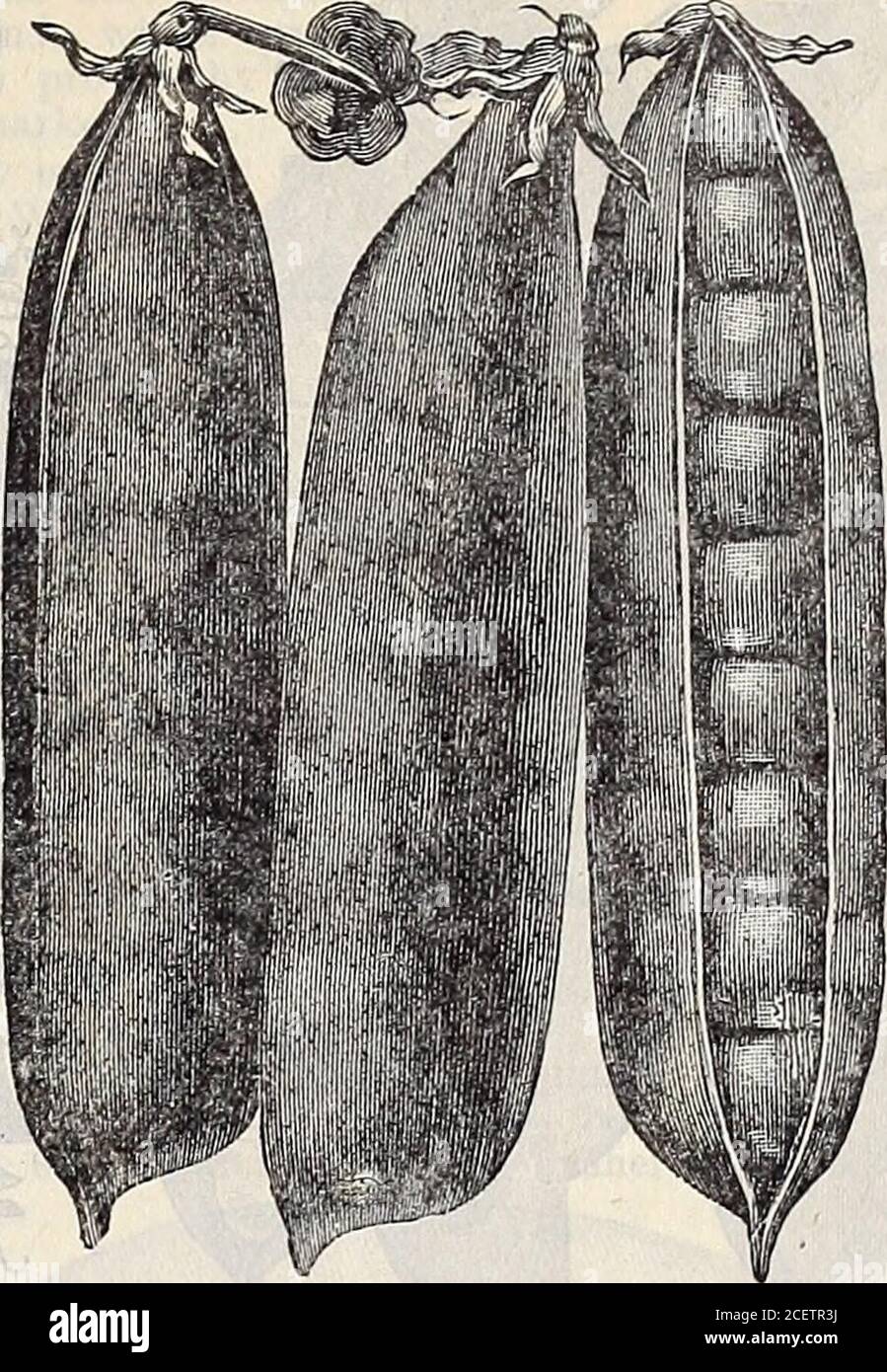 Smooth and wrinkled pea hi-res stock photography and images - Alamy