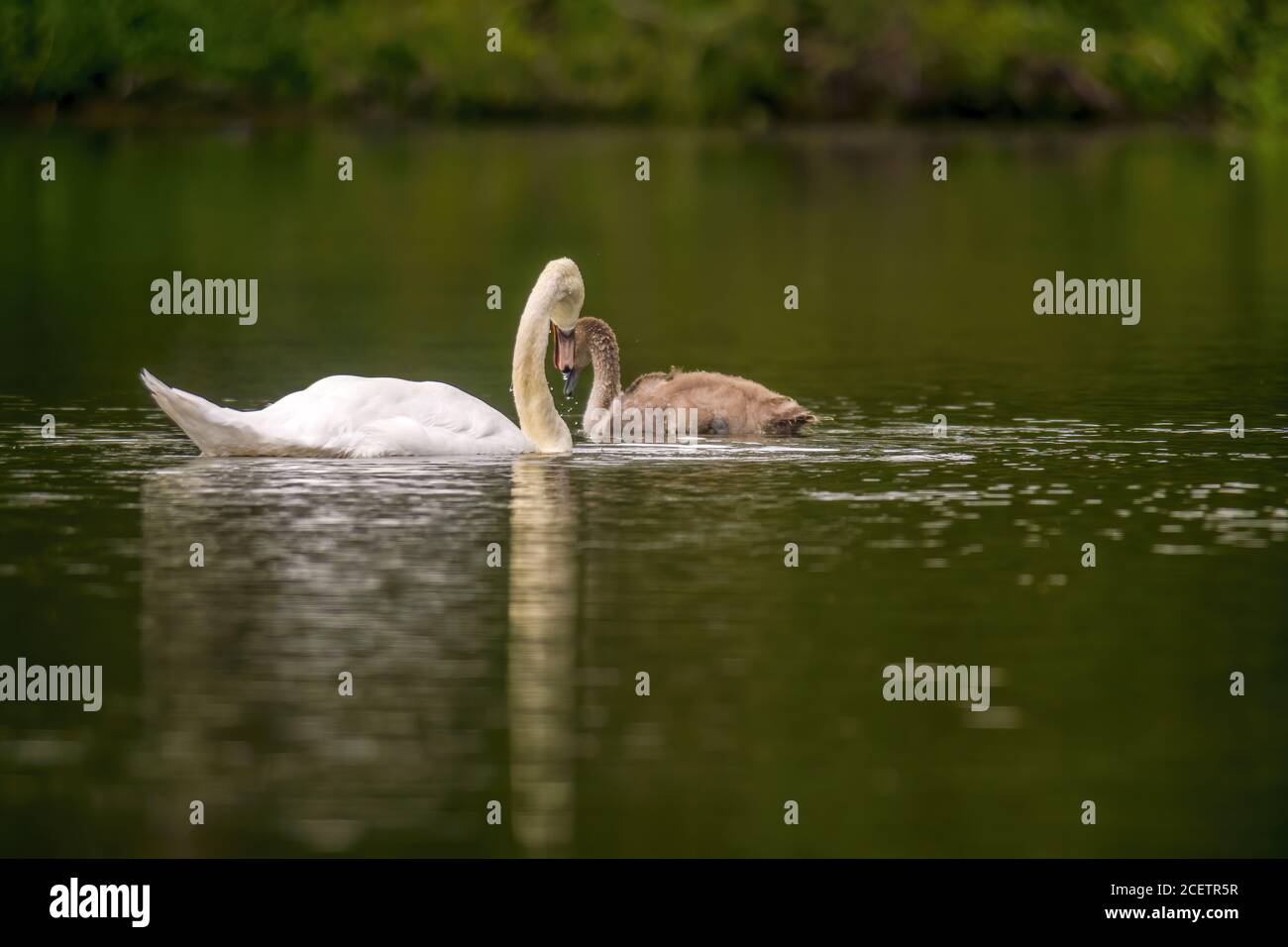 Swan swims on water reflection hi-res stock photography and images - Alamy