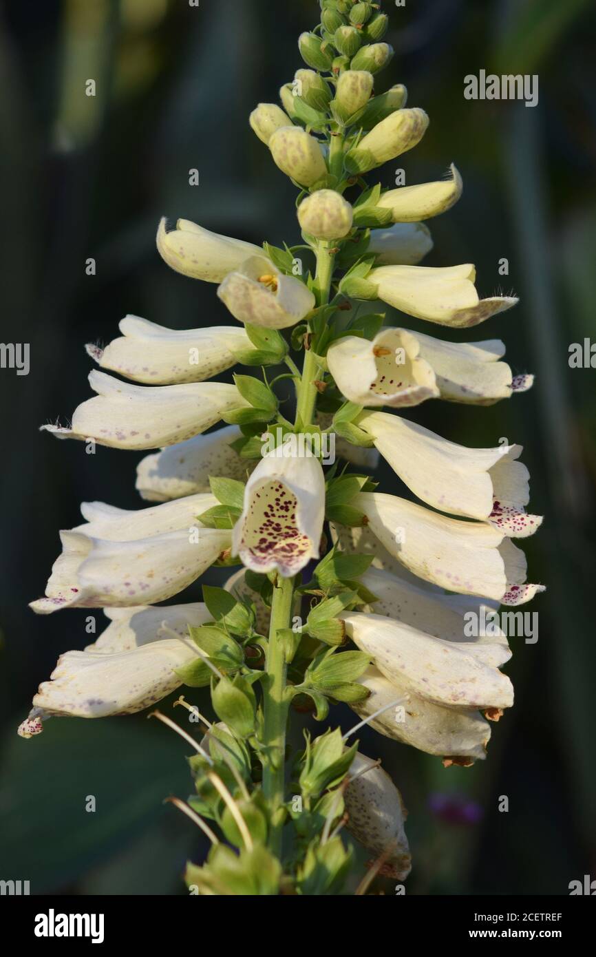 White foxglove in evening light Stock Photo - Alamy
