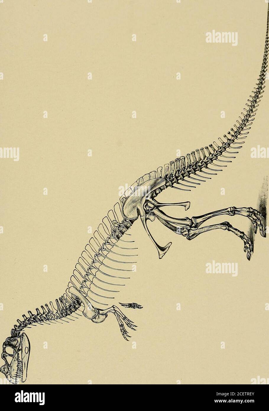 Dryo hi-res stock photography and images - Alamy