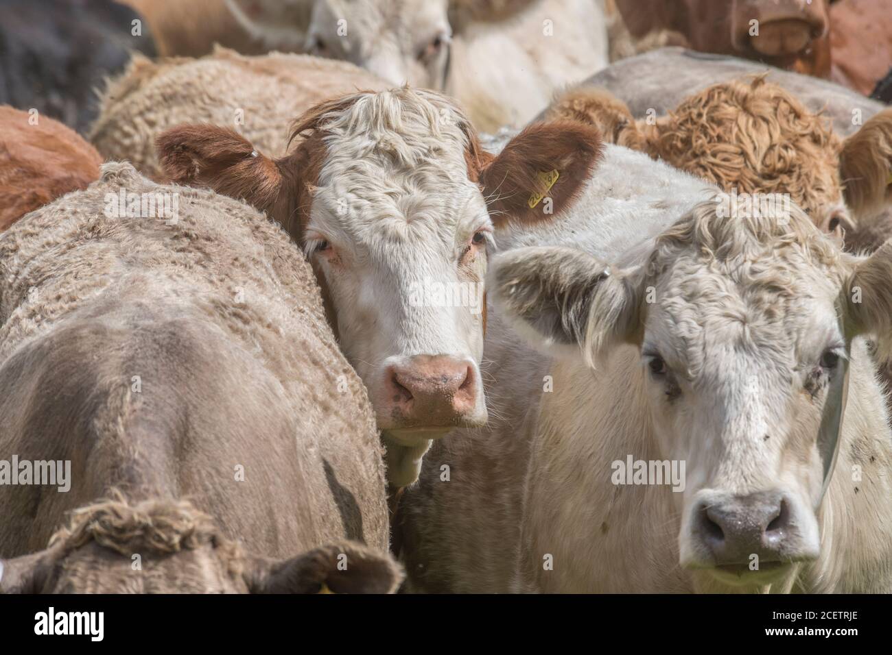 Small group of young bullocks of mixed colours, standing & looking ...