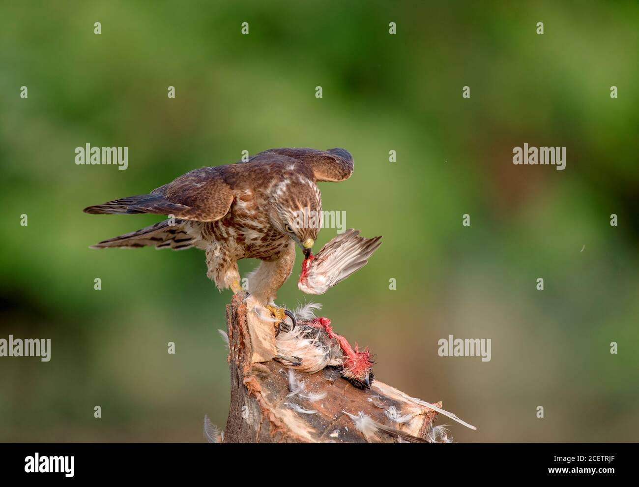 black shouldered kite, shikra, falcon, eagle, osprey , kestrel and ...