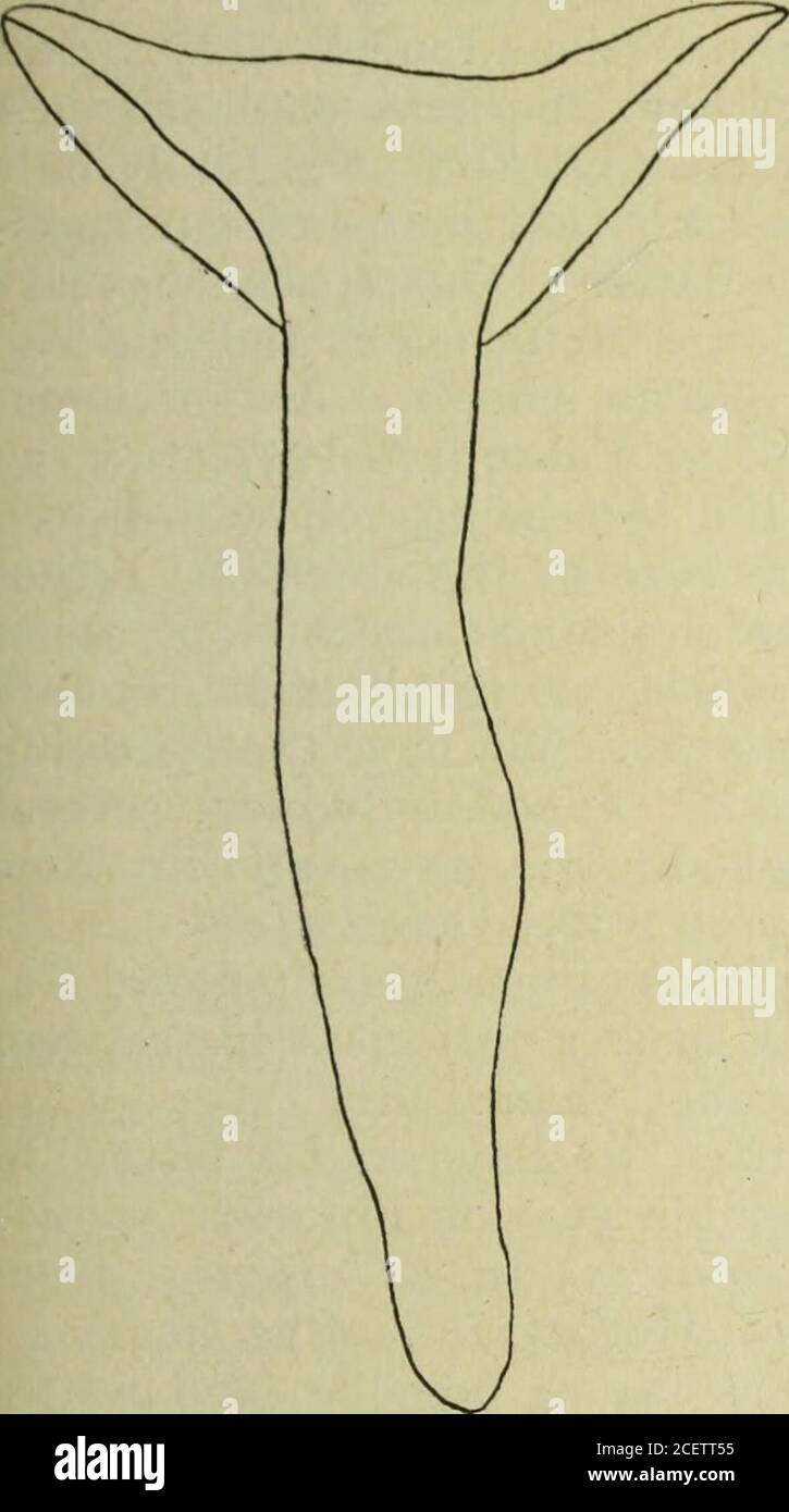 Bulli australia hi-res stock photography and images - Alamy