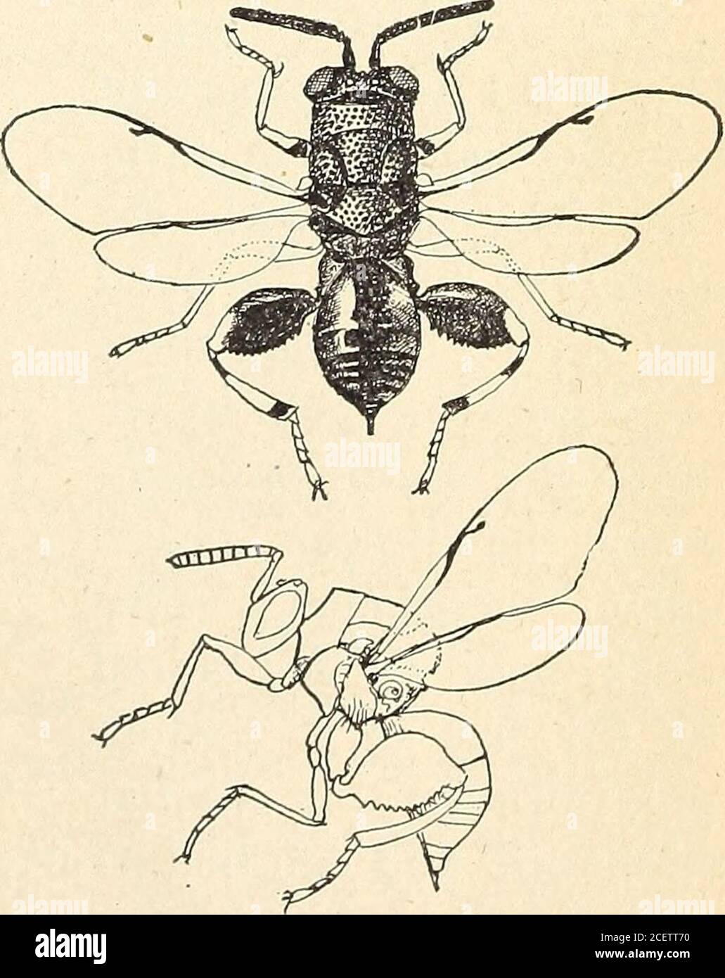 Thyridopteryx ephemeraeformis hi-res stock photography and images - Alamy