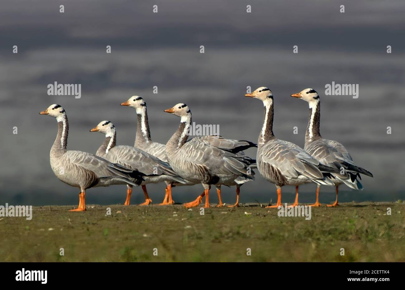 flock of bar headed geese , goose and red legged geese in Pakistan ...