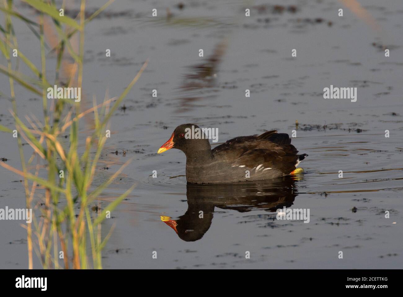 Great britian hi-res stock photography and images - Alamy