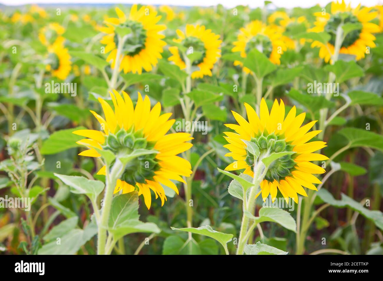 Backside of sunflower in bloom Stock Photo - Alamy