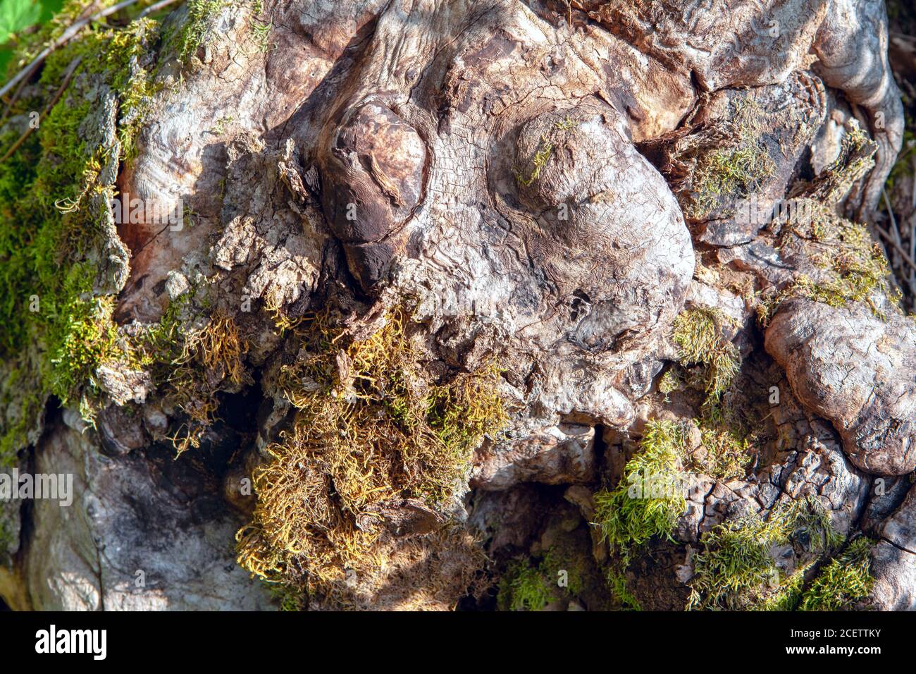 Wooden structure of tree trunk and roots Stock Photo - Alamy