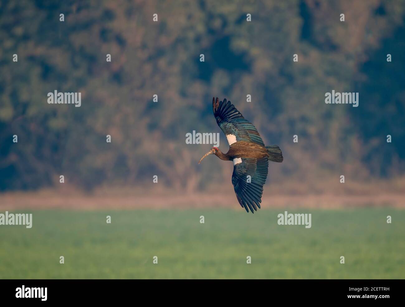 Group of red ibis flying hi-res stock photography and images - Alamy