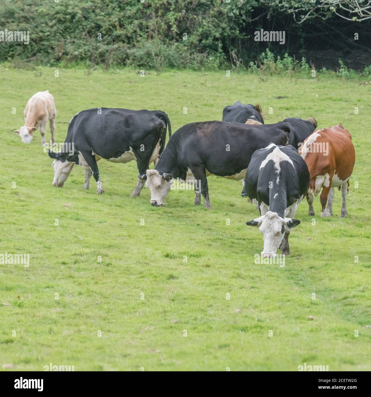 Pictures of cows hi-res stock photography and images - Alamy