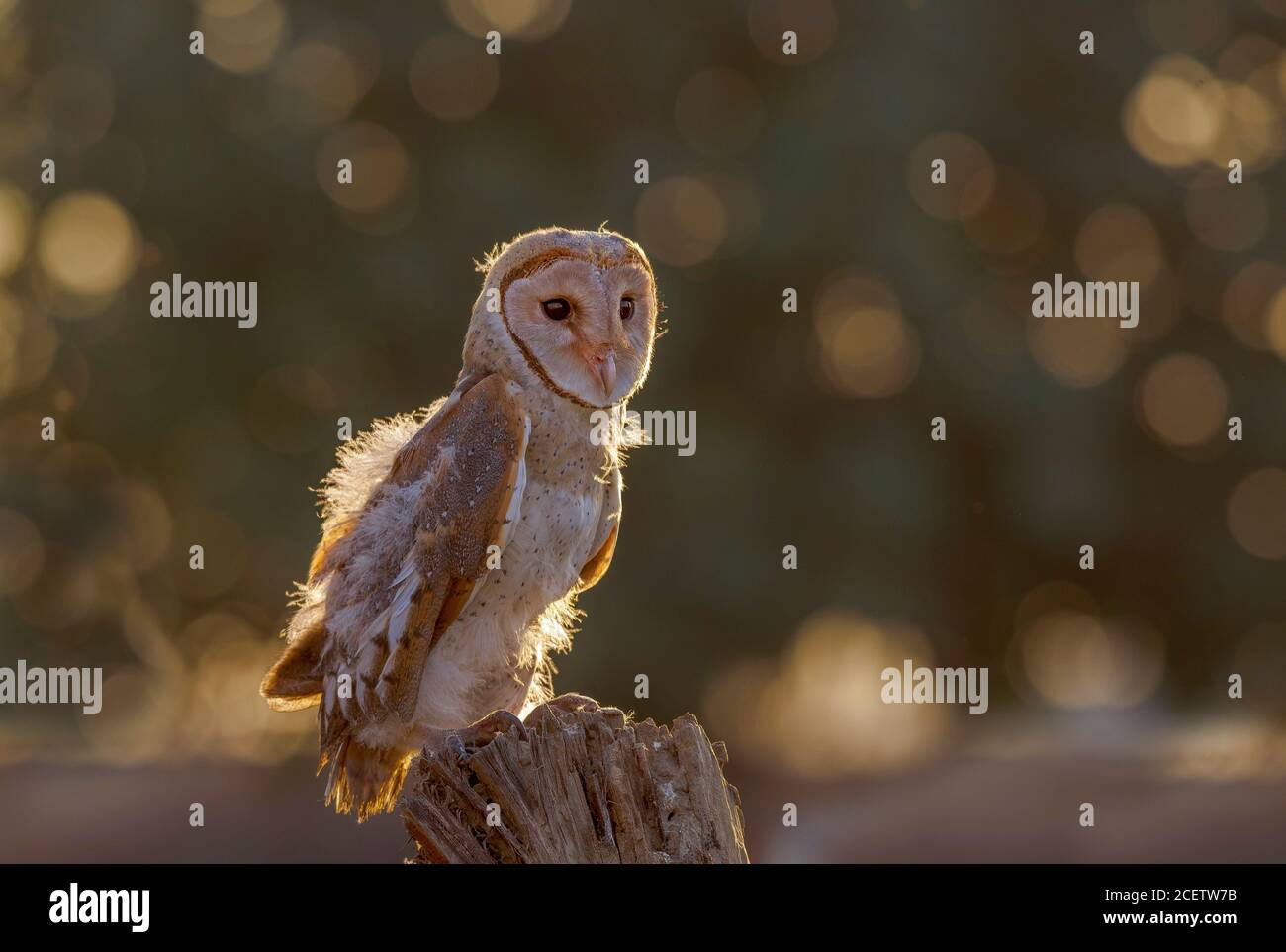 barn owl , scoops owl , dusky eagle owl, long eared owl, and spotted ...