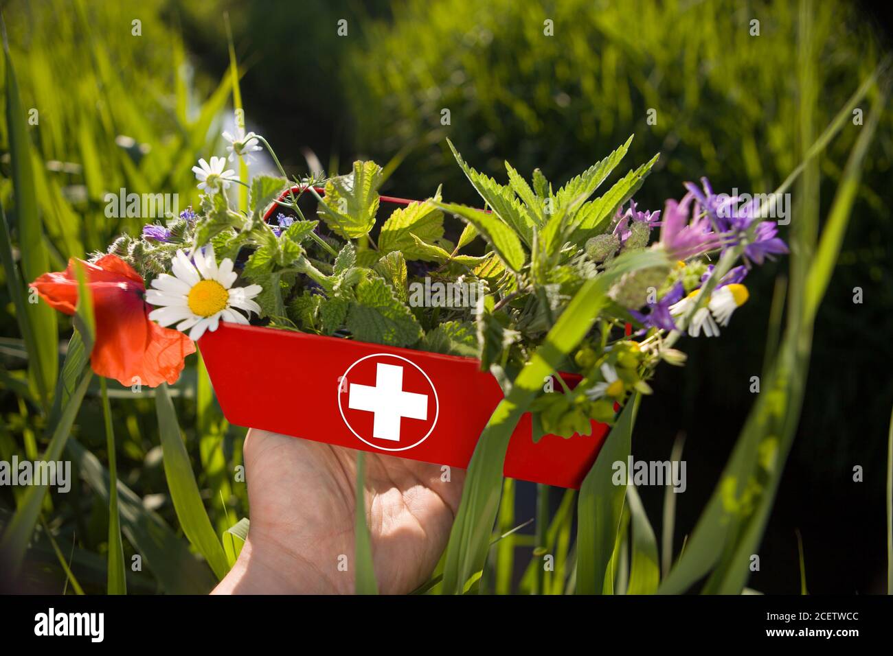 Fresh medical herbs in red first aid kit. Alternative medicine concept ...