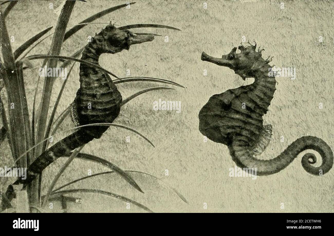 Female brood pouch hi-res stock photography and images - Alamy