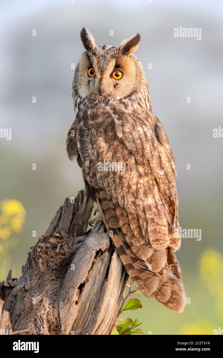barn owl , scoops owl , dusky eagle owl, long eared owl, and spotted ...