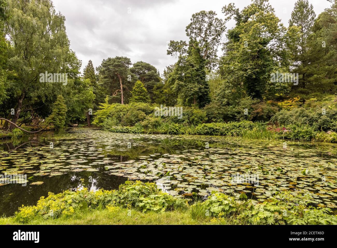 Small overgrown lake hi-res stock photography and images - Alamy