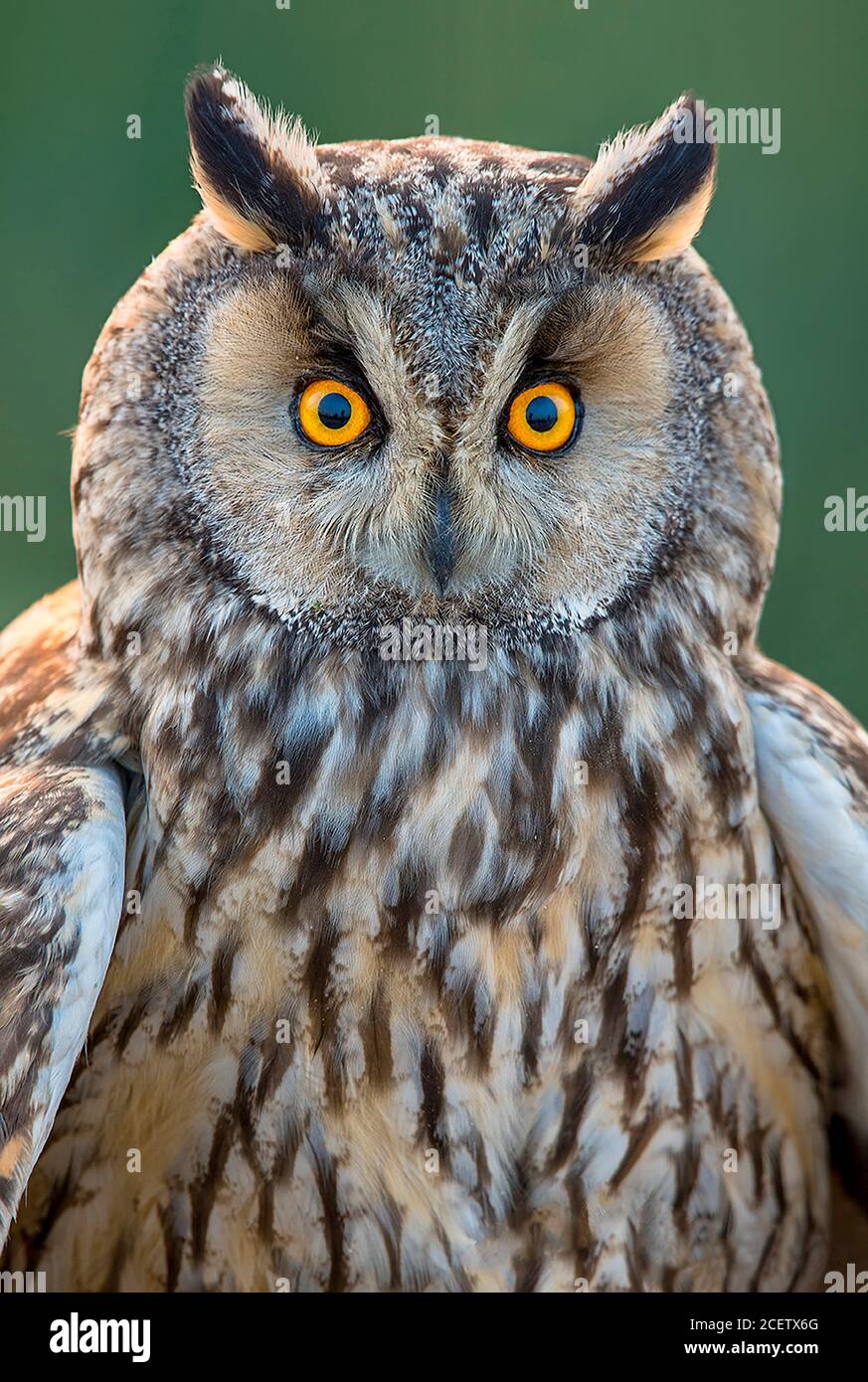 barn owl , scoops owl , dusky eagle owl, long eared owl, and spotted ...