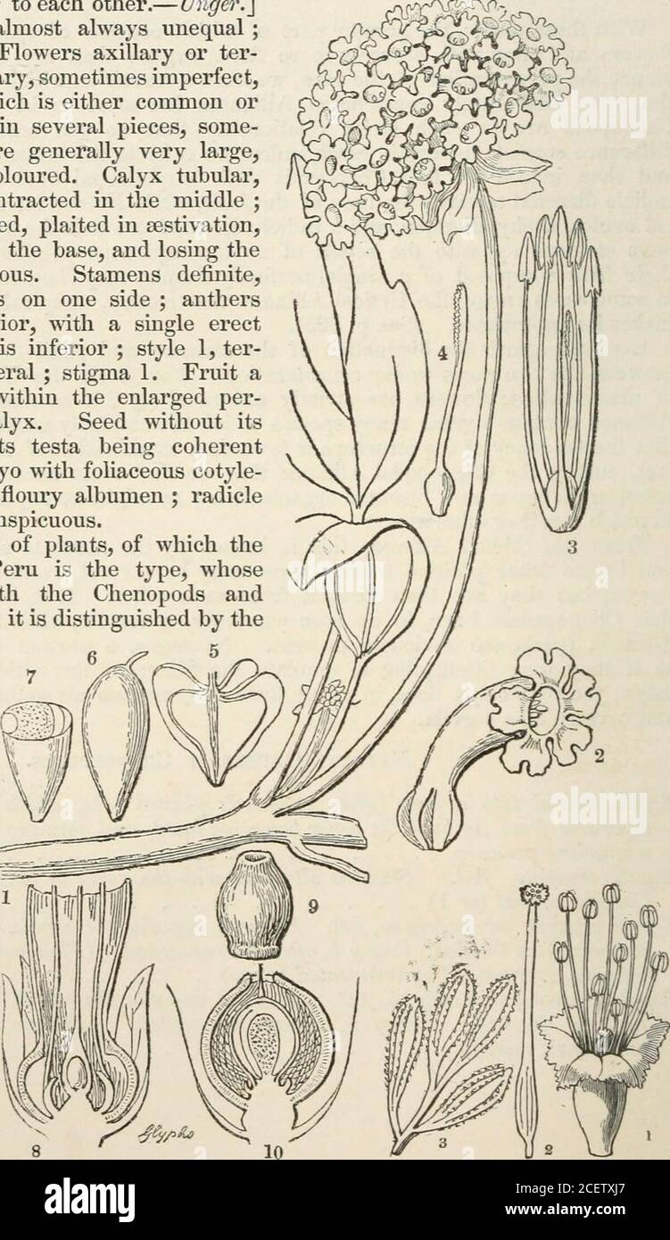 Chenopods hi-res stock photography and images - Alamy