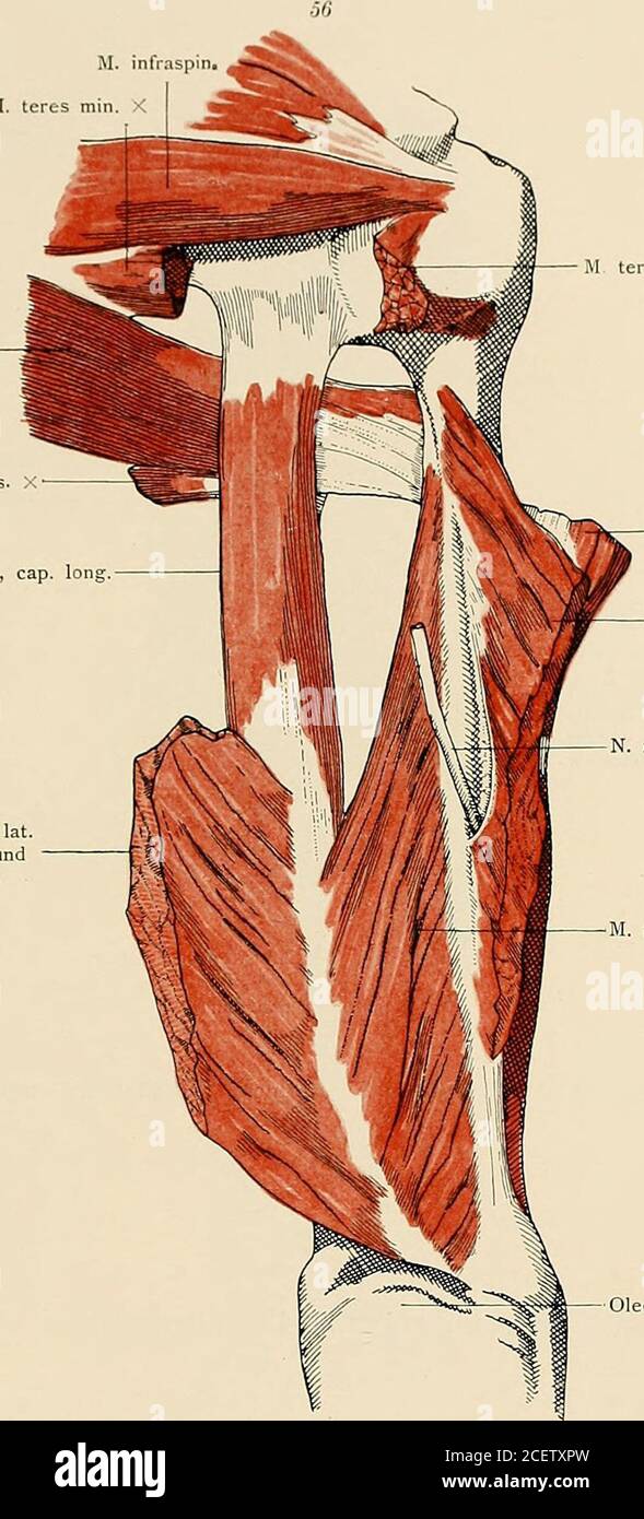 . Die Anatomie des Menschen : Mit Hinweisen auf die ärztliche Praxis ...