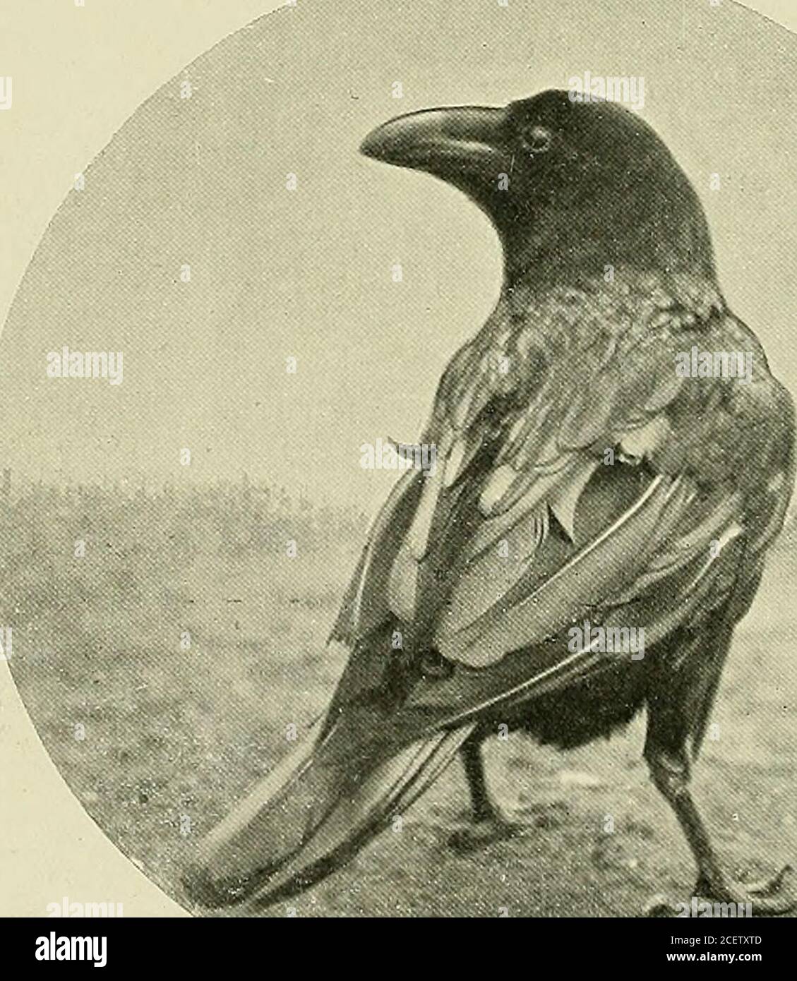 . Animal Life and the World of Nature; A magazine of Natural History ...