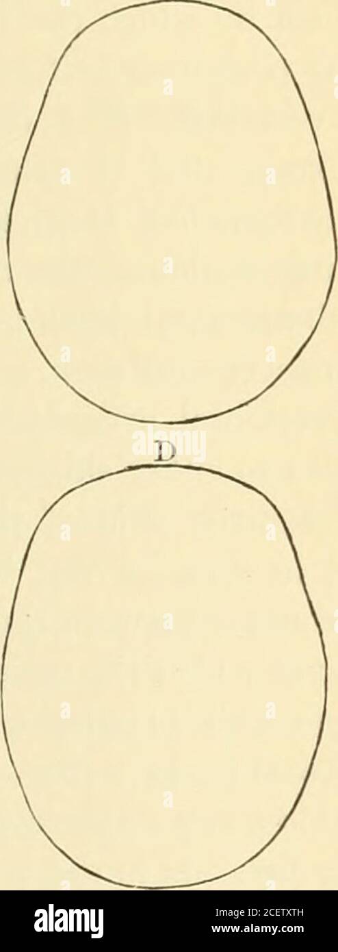 . An American text-book of obstetrics. For practitioners and students ...