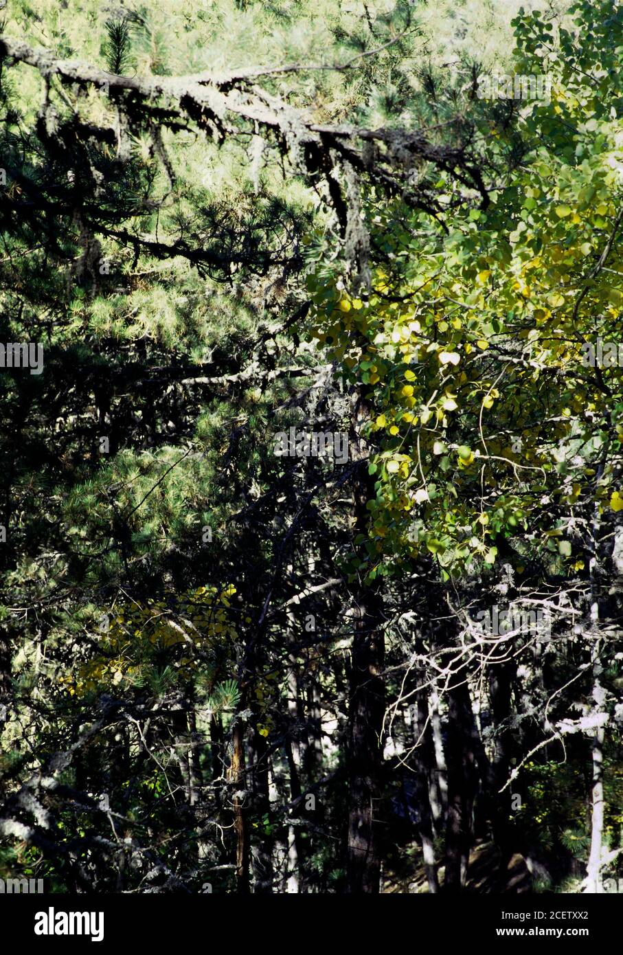Pine tree and needle leafs. Various trees in the forest and all shades ...