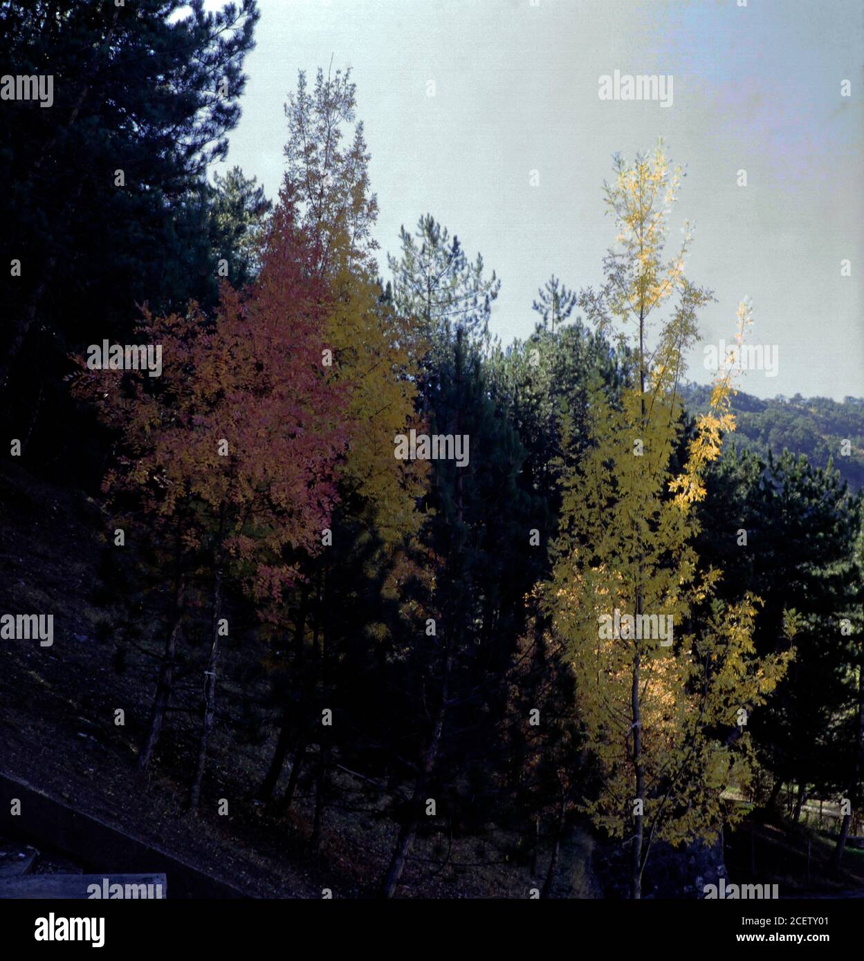 Pine tree and needle leafs. Various trees in the forest and all shades ...