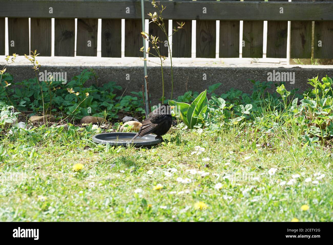 Wood deadfall hi-res stock photography and images - Alamy