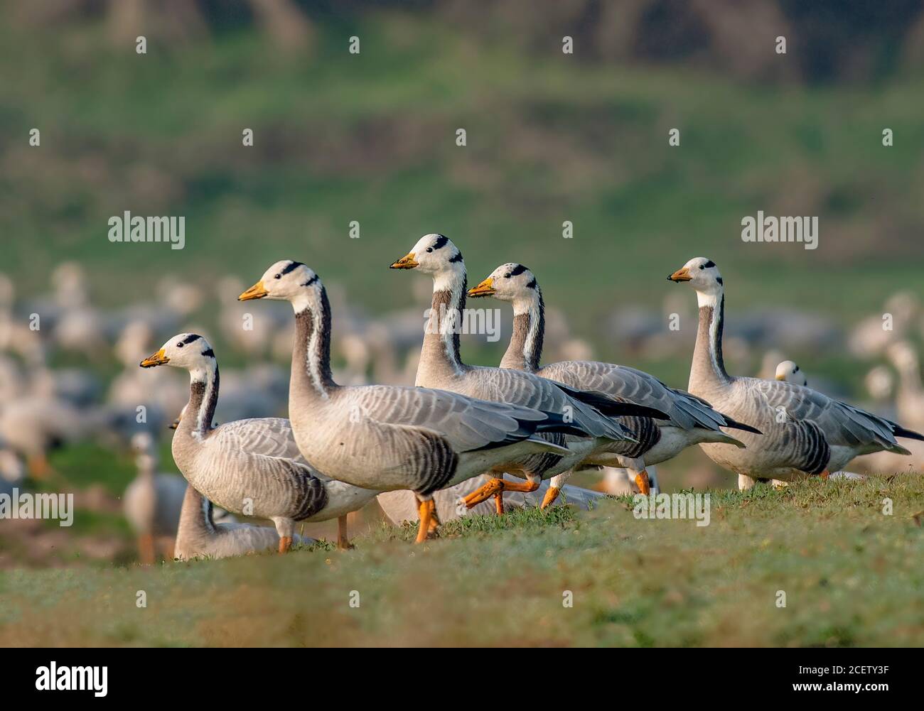 flock of bar headed geese , goose and red legged geese in Pakistan ...