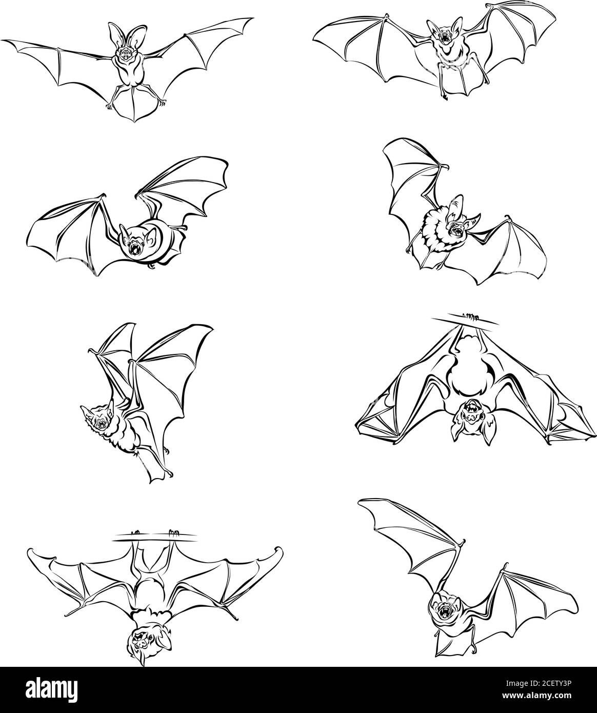 Bat, bat in flight, in motion, in different positions, vector ...