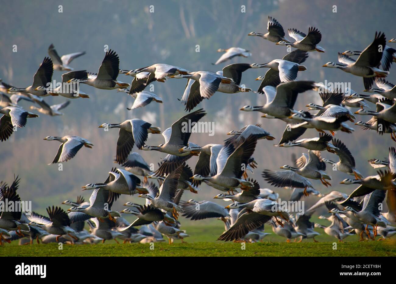 Grey legged goose hi-res stock photography and images - Alamy