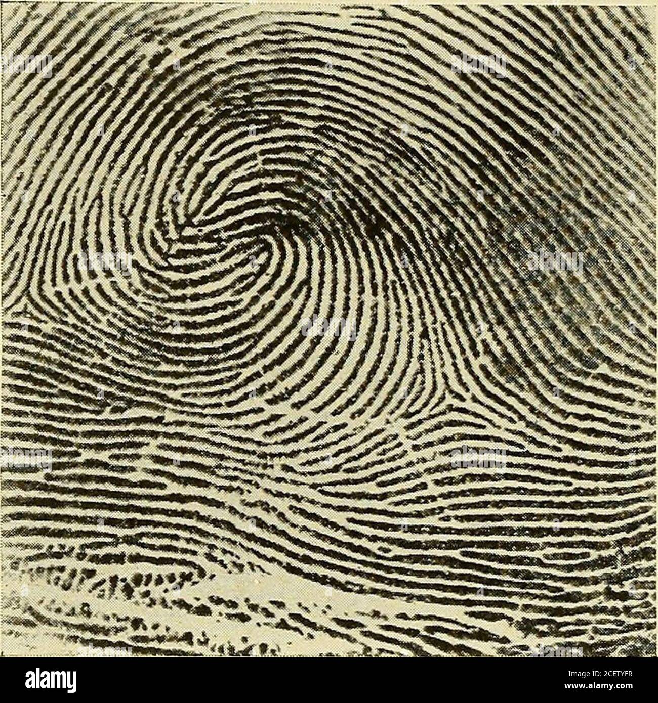 Left Slant Loop Fingerprint