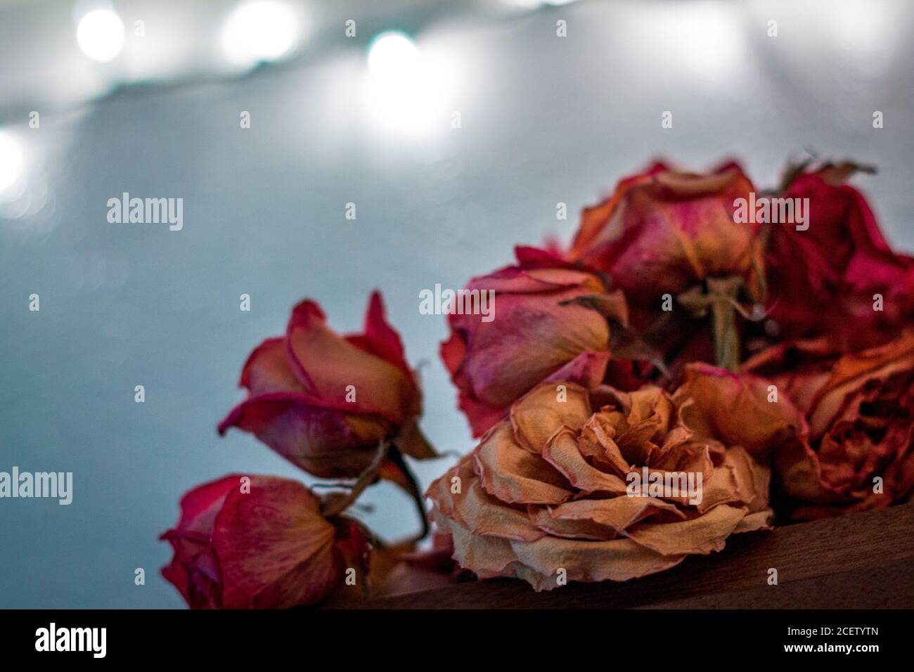 Dried roses on display in a house lit from behind Stock Photo - Alamy