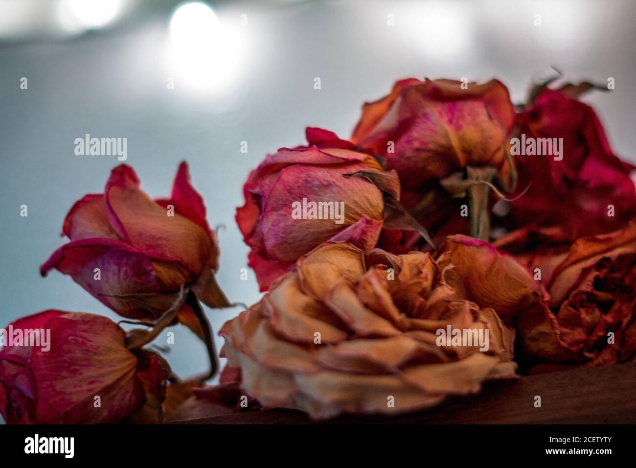 Dried roses on display lit from behind Stock Photo - Alamy