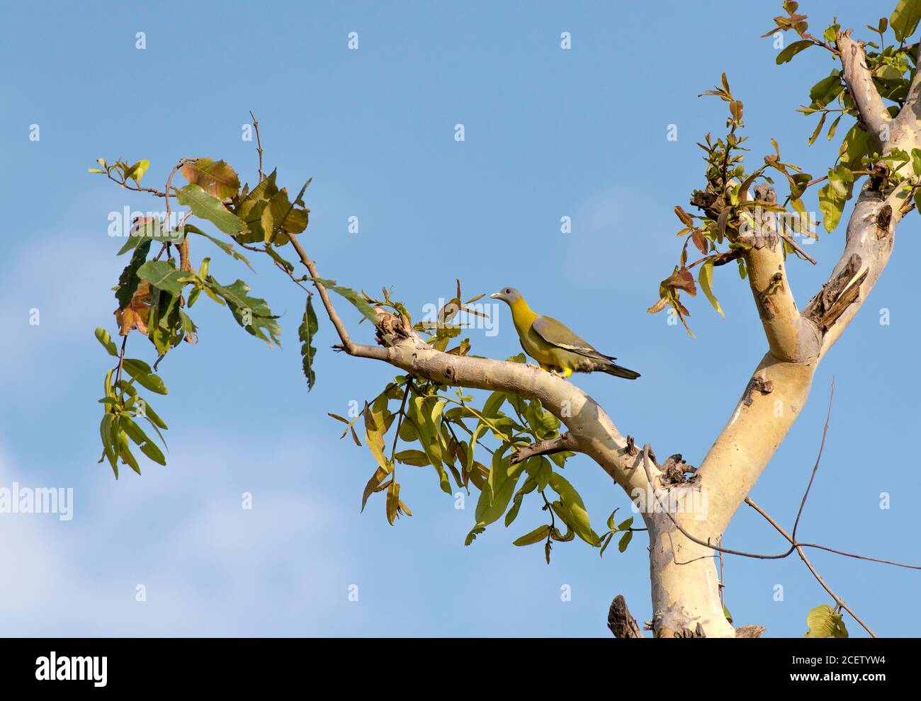 National bird of pakistan hi-res stock photography and images - Alamy
