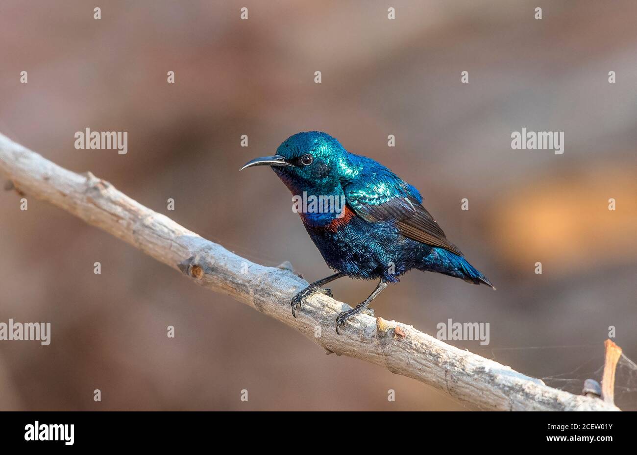 purple sun bird in flight Stock Photo - Alamy