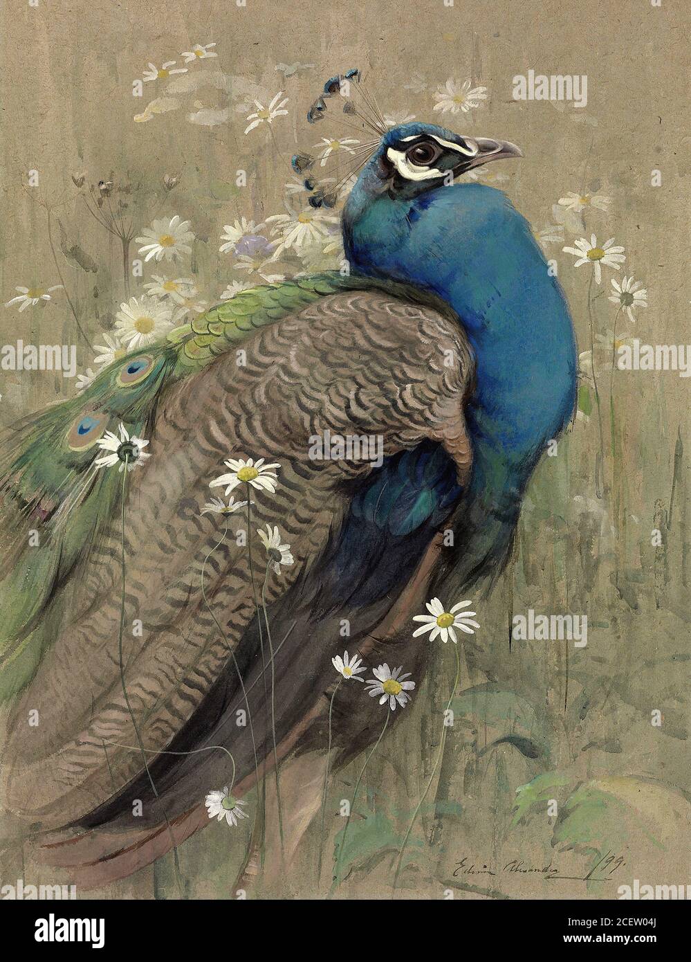 Alexander Edwin John - a Peacock and Marguerites - British School ...