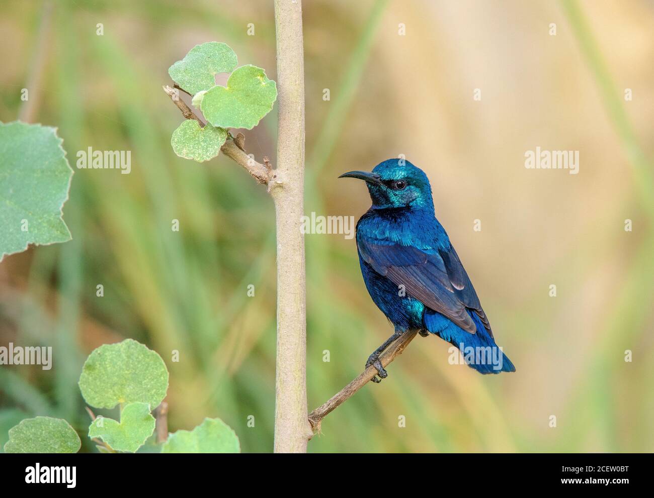 purple sun bird in flight Stock Photo - Alamy