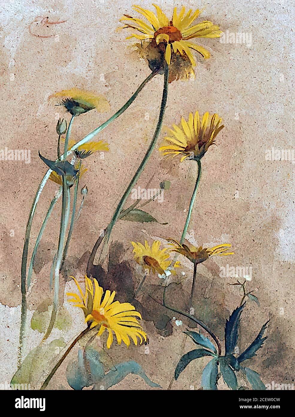 Alexander Edwin John - Yellow Daisies - British School - 19th Century ...