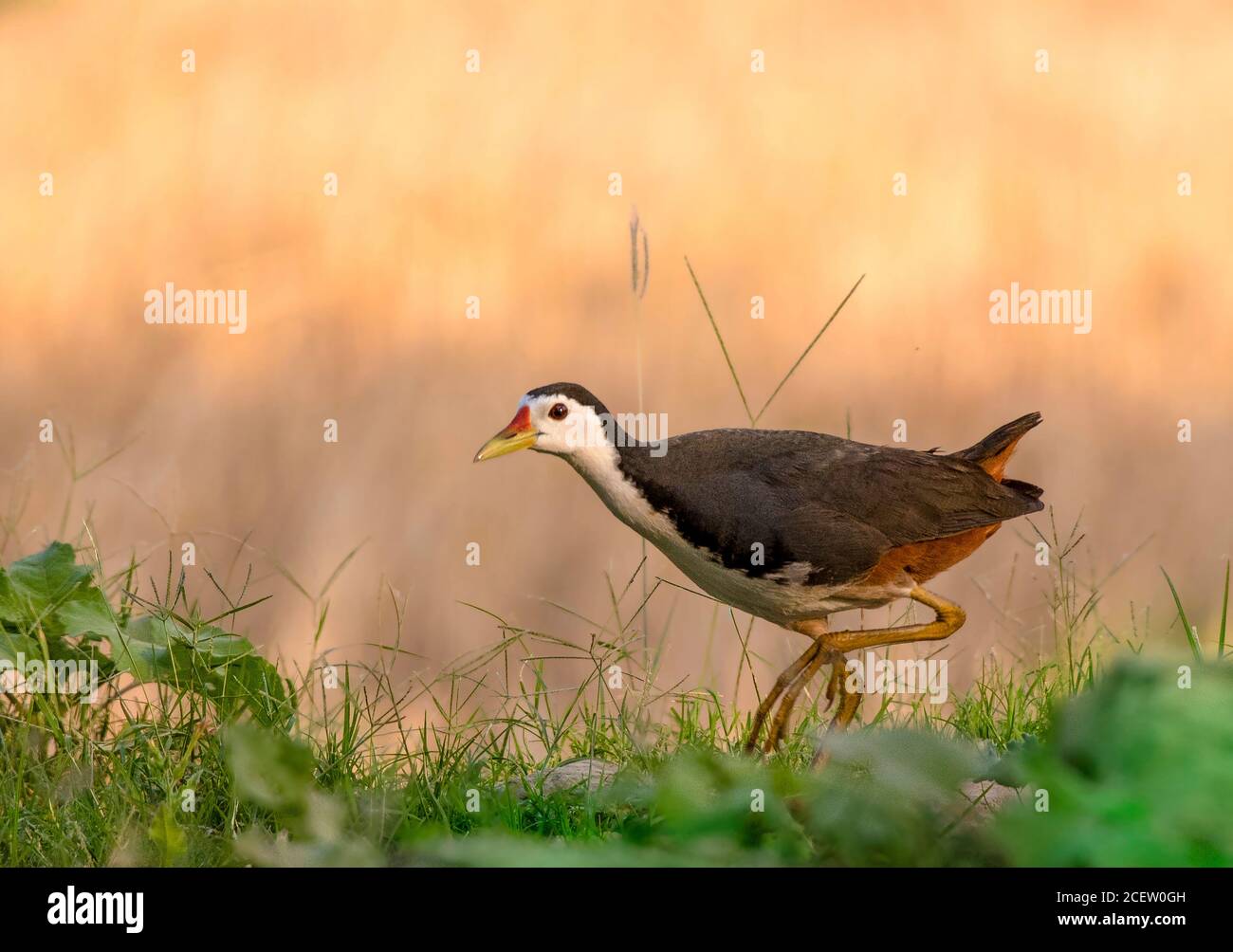 wildlife and birds of Pakistan Stock Photo - Alamy