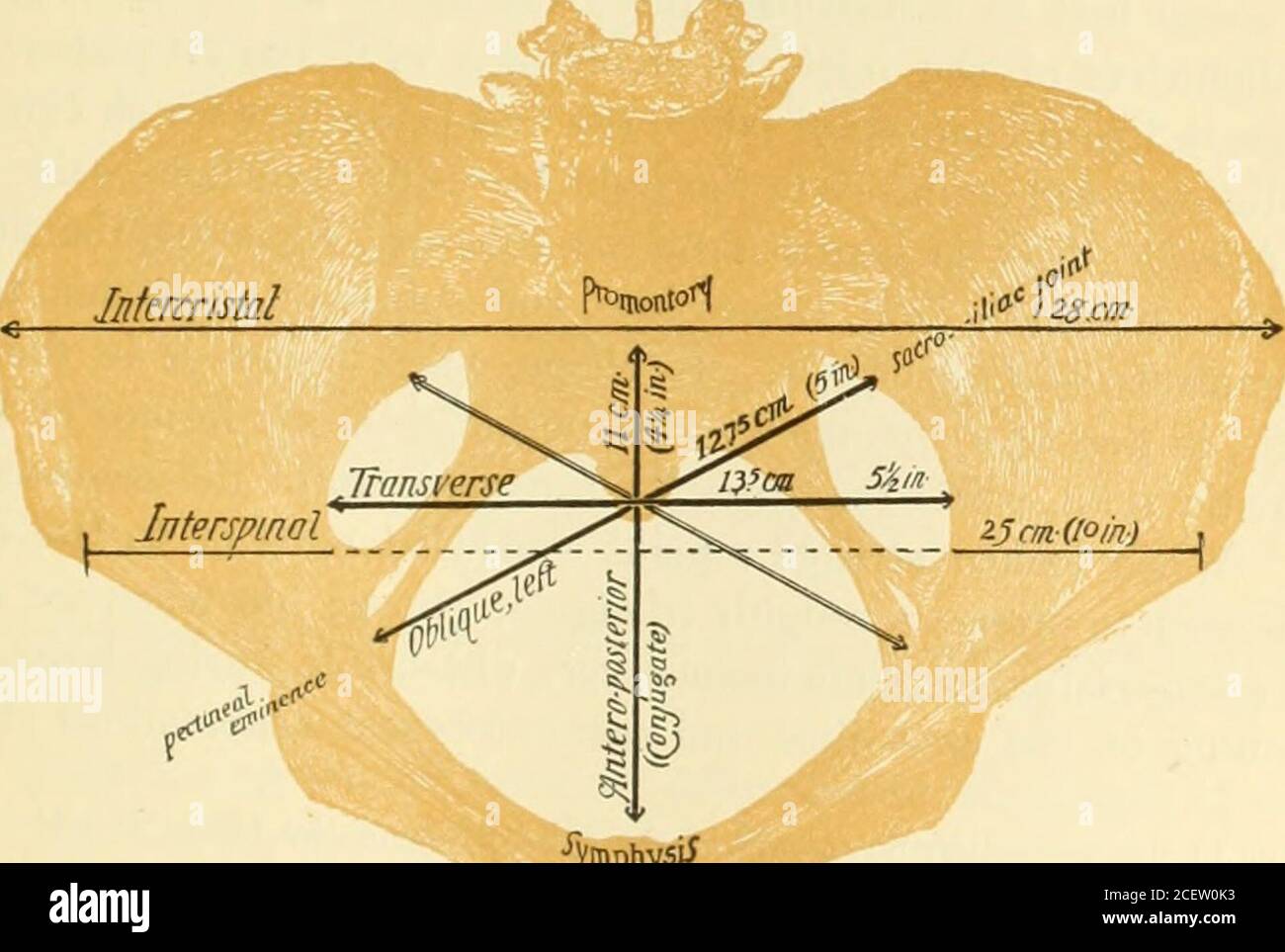 . An American text-book of obstetrics. For practitioners and students ...